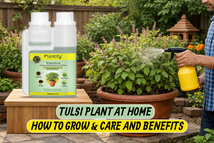 Tulsi Plant at Home - How to Grow and Care – Plantify Garden