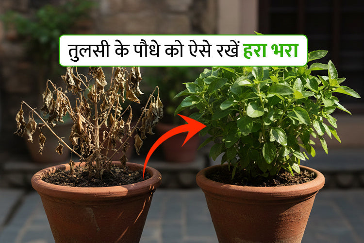 Tulsi Plant Care Tips | Natural Plant Growth for Tulsi – Plantify Garden