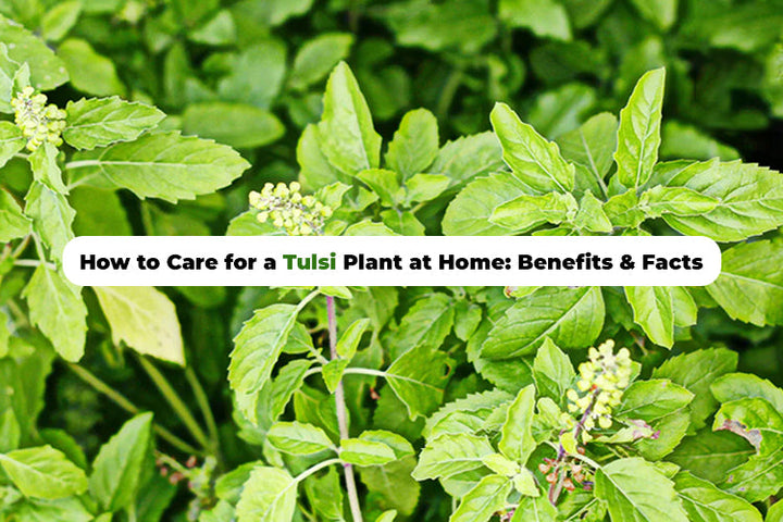 How to Care for a Tulsi Plant at Home: Benefits & Facts – Plantify Garden