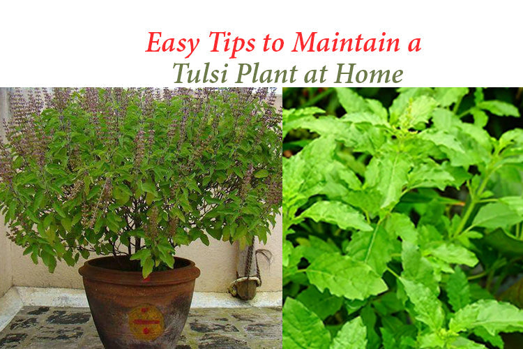 Tulsi Plant Care Tips | Tulsi Plant Fertilizer Guide – Plantify Garden