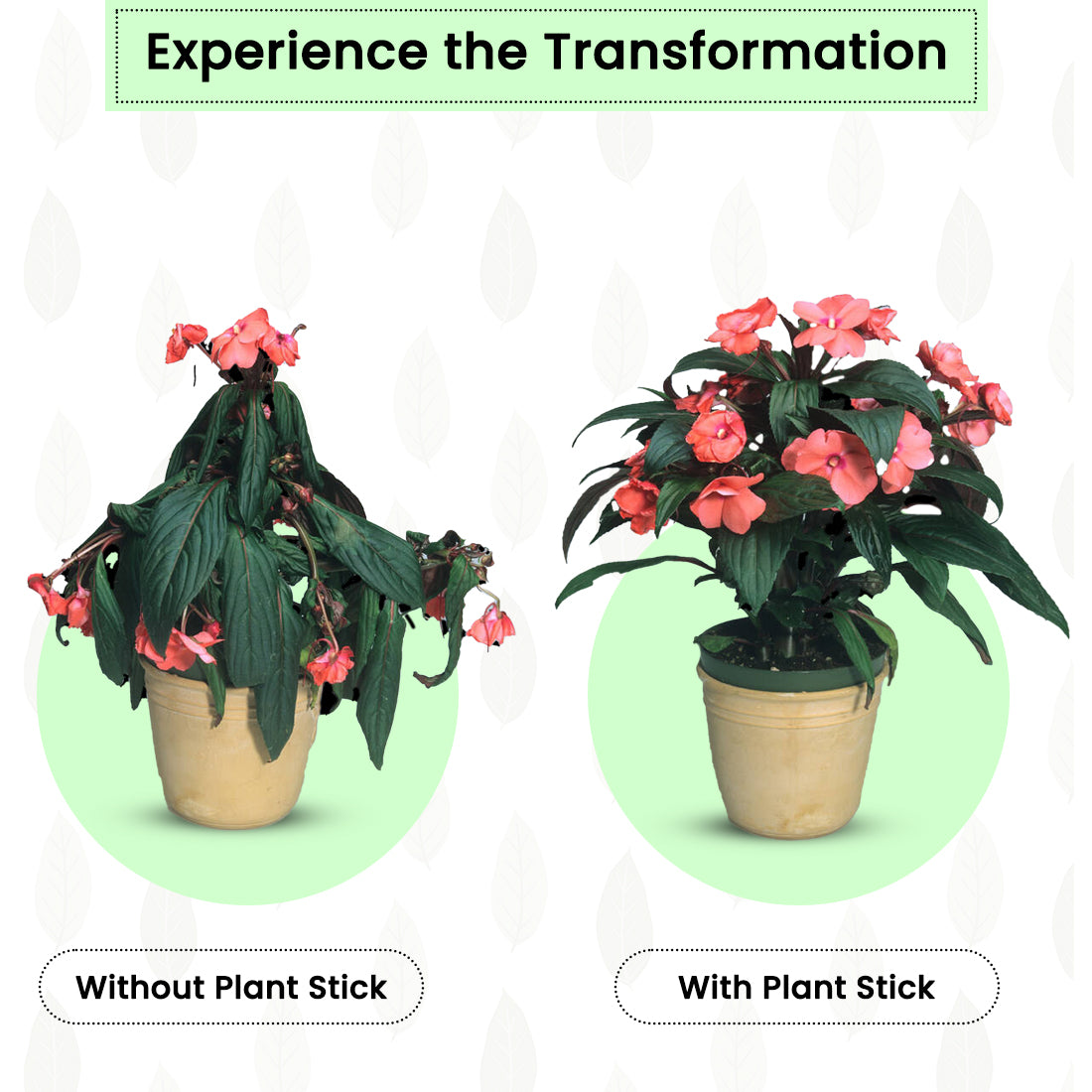 Plant Food Sticks - All-Purpose Plant Nutrition – Plantify Garden