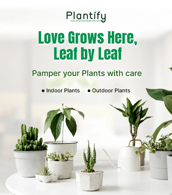 Plant Food Sticks - All-Purpose Plant Nutrition – Plantify Garden